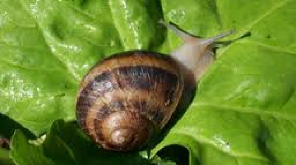 Snail Farming Business Plan - 7 Steps Guide to Start - 99BusinessIdeas